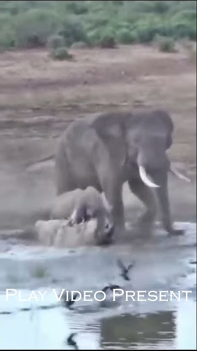 Rhino vs Elephant Fight, Gergedan ile Filin Kavgası - YouTube