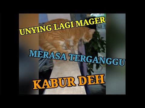 "GANGGUIN KUCING MAGER" (280323) @OotFauziah - YouTube