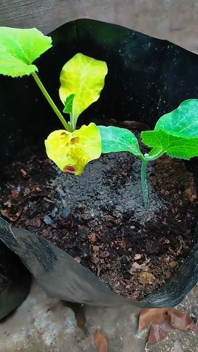 Menanam Labu • Waluh Besar Di Polybag - YouTube