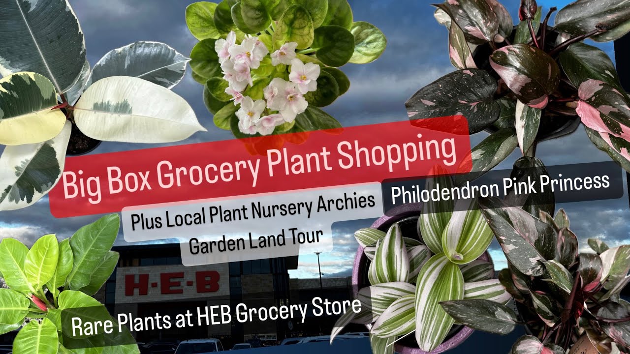 Big Box Store Grocery Plant Shopping Local Nursery Archies Garden Land ...