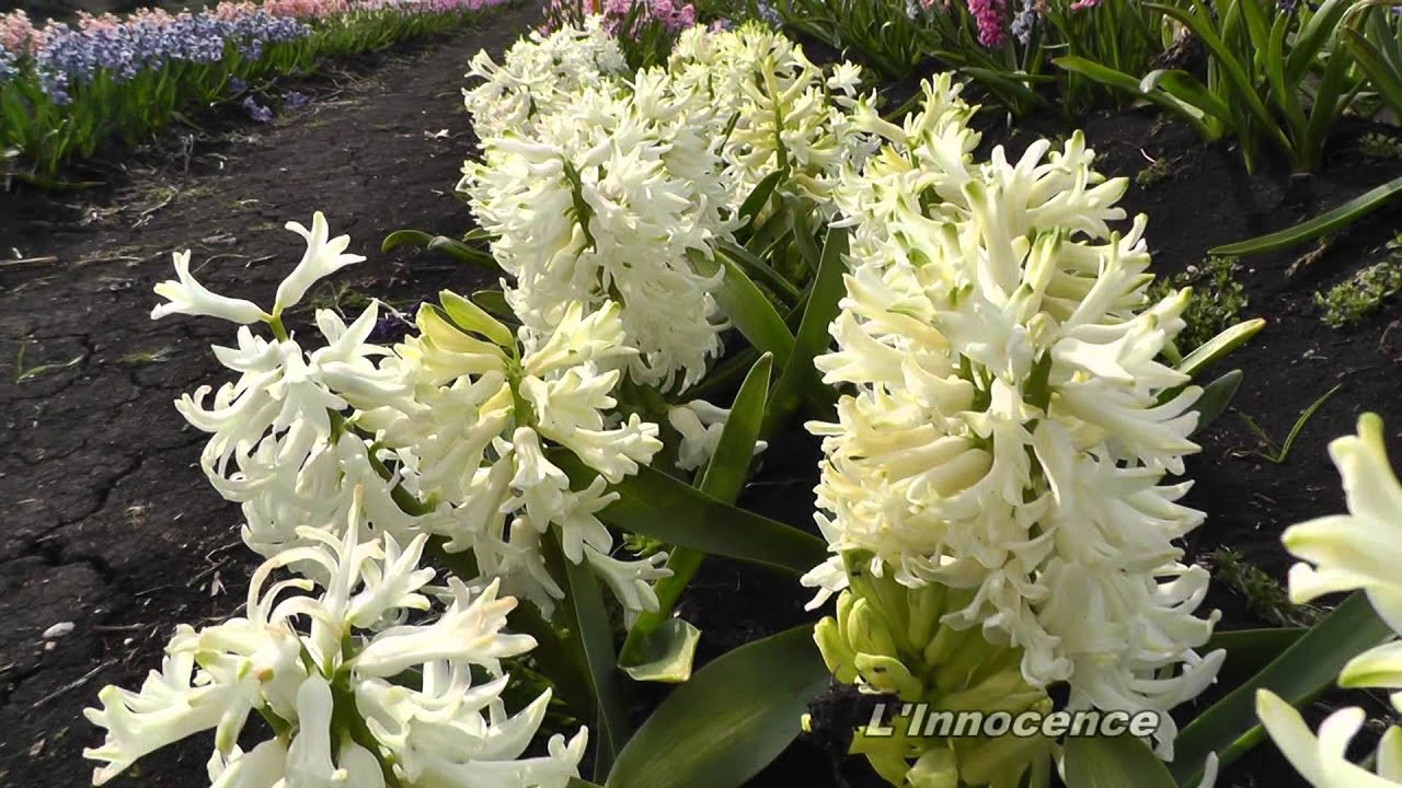 National Hyacinth Collection, a visit in 2013 - YouTube
