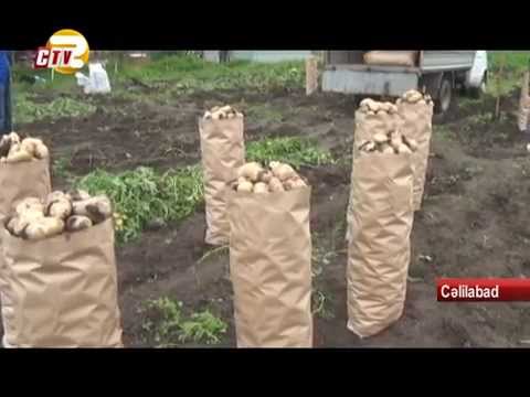 Cəlilabad istixanalarında kartof yığımı başlanıb