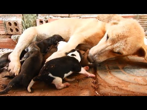 Congratulation Dogs Giving new Baby Birth , Dog Born Baby - YouTube