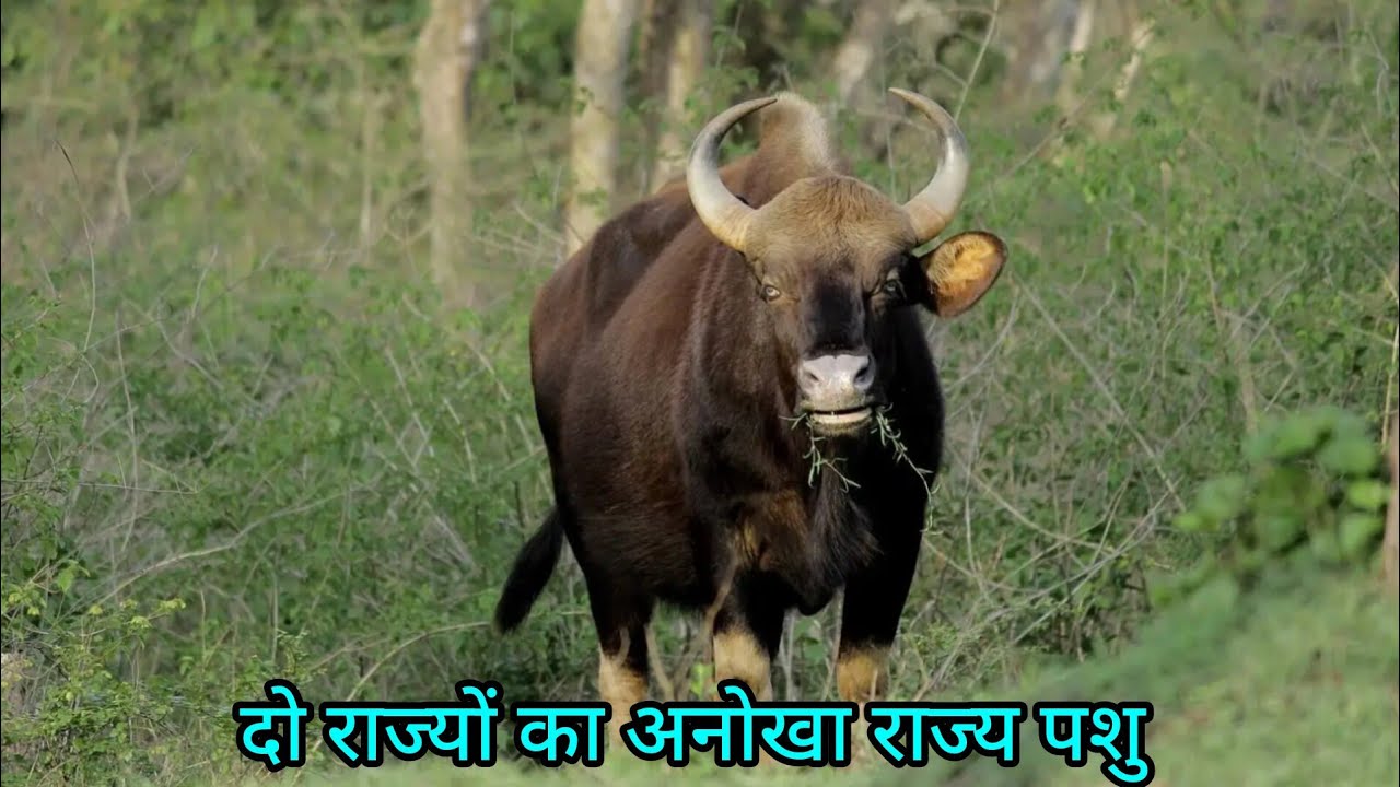Manipur ka adbhut or durlabh rajya pashu | state animal of manipur ...