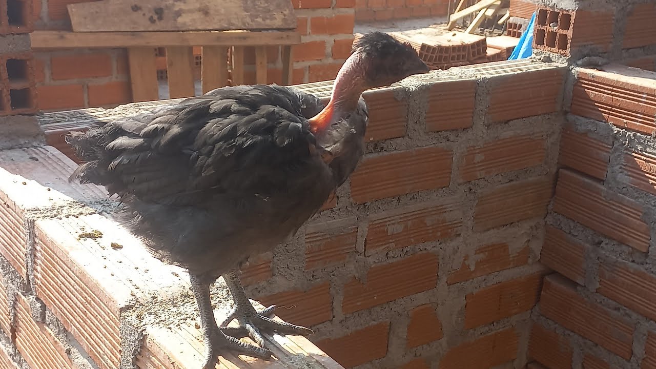 Gallina carioca gana en tamaño a francés - YouTube