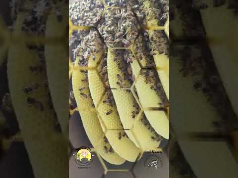 Do Bumble Bees Eat Spiders