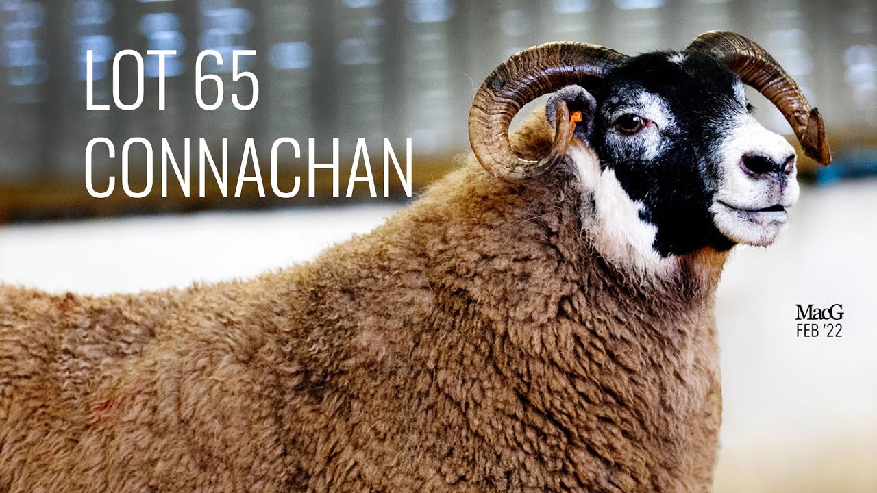 LOT 65 - Connachan - YouTube