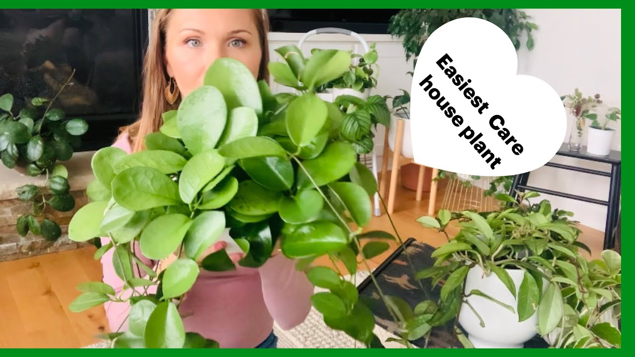 Hoya Care | Beautiful Vining Houseplants - YouTube