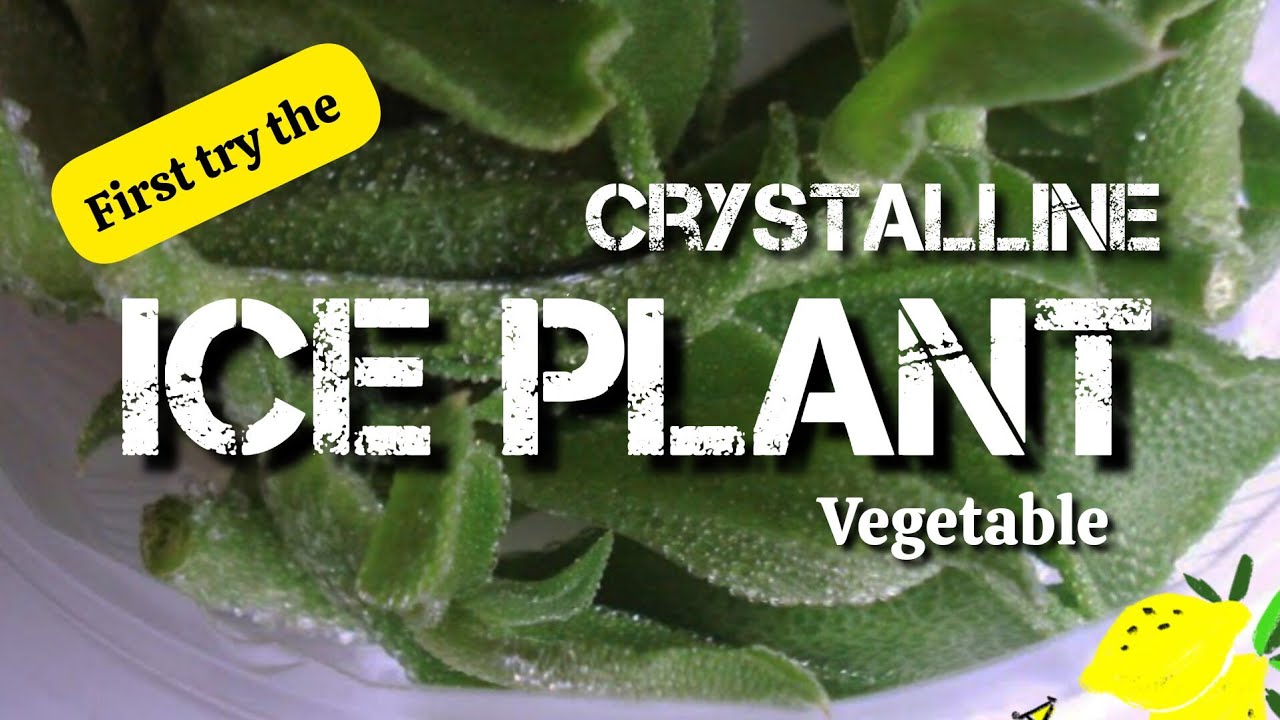 Crystalline Ice Plant Vegetable Chinese Cuisine Klang Malaysia #travel ...