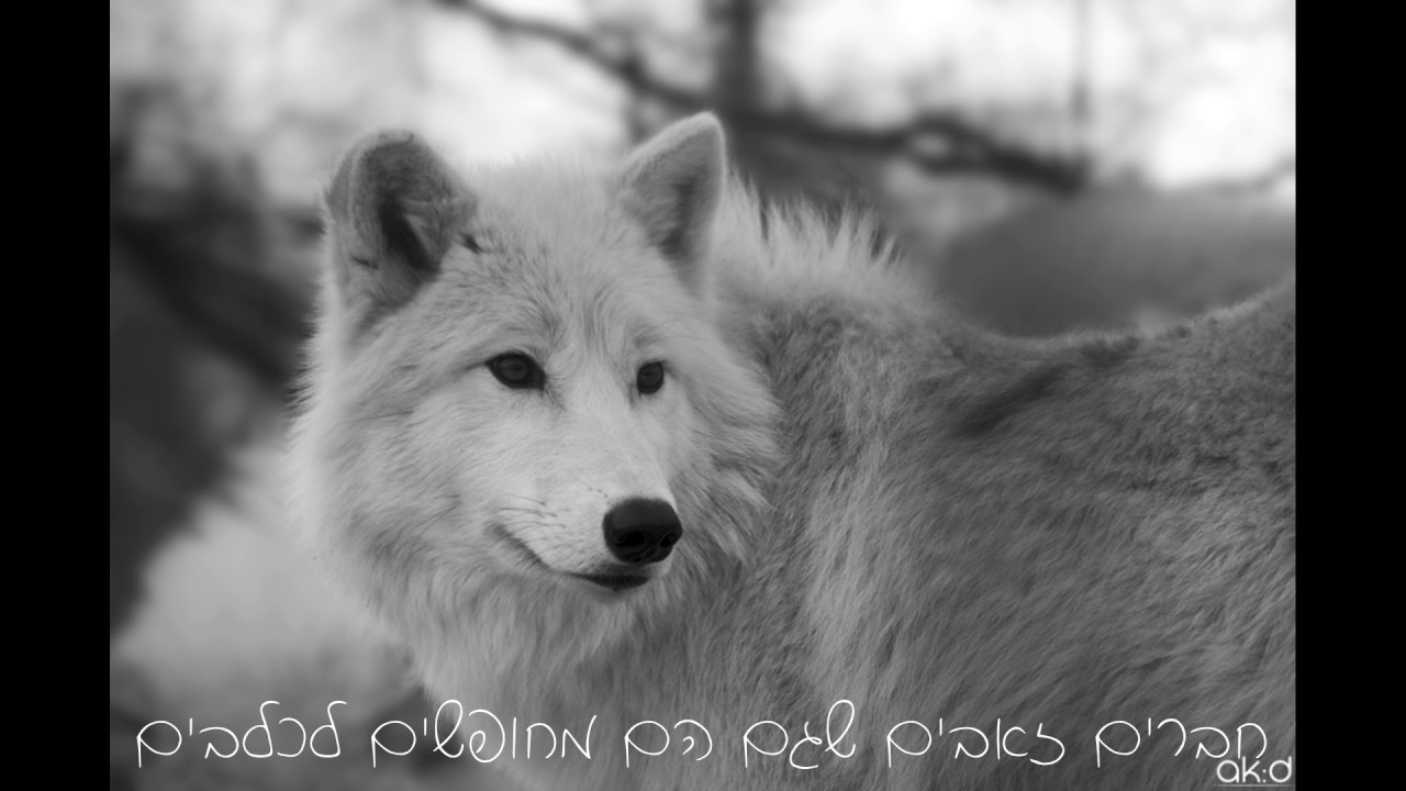 קלאמזי - זאב בודד // Clumsy - Lonely Wolf || מיקסטייפ: "חצי כוח" - YouTube