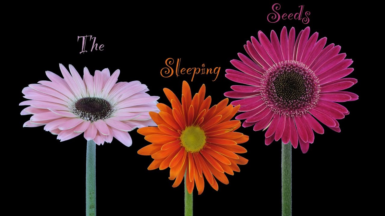 The Sleeping Seeds - YouTube