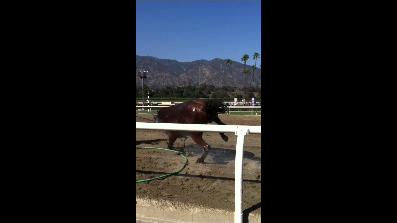 Horse faints after a long race - YouTube