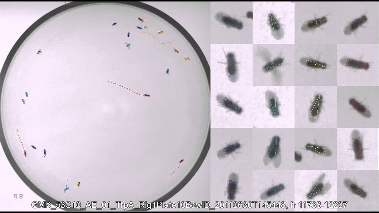 GMR_53C10_AE_01_TrpA_Rig1Plate10BowlD_20110630T145448 - YouTube