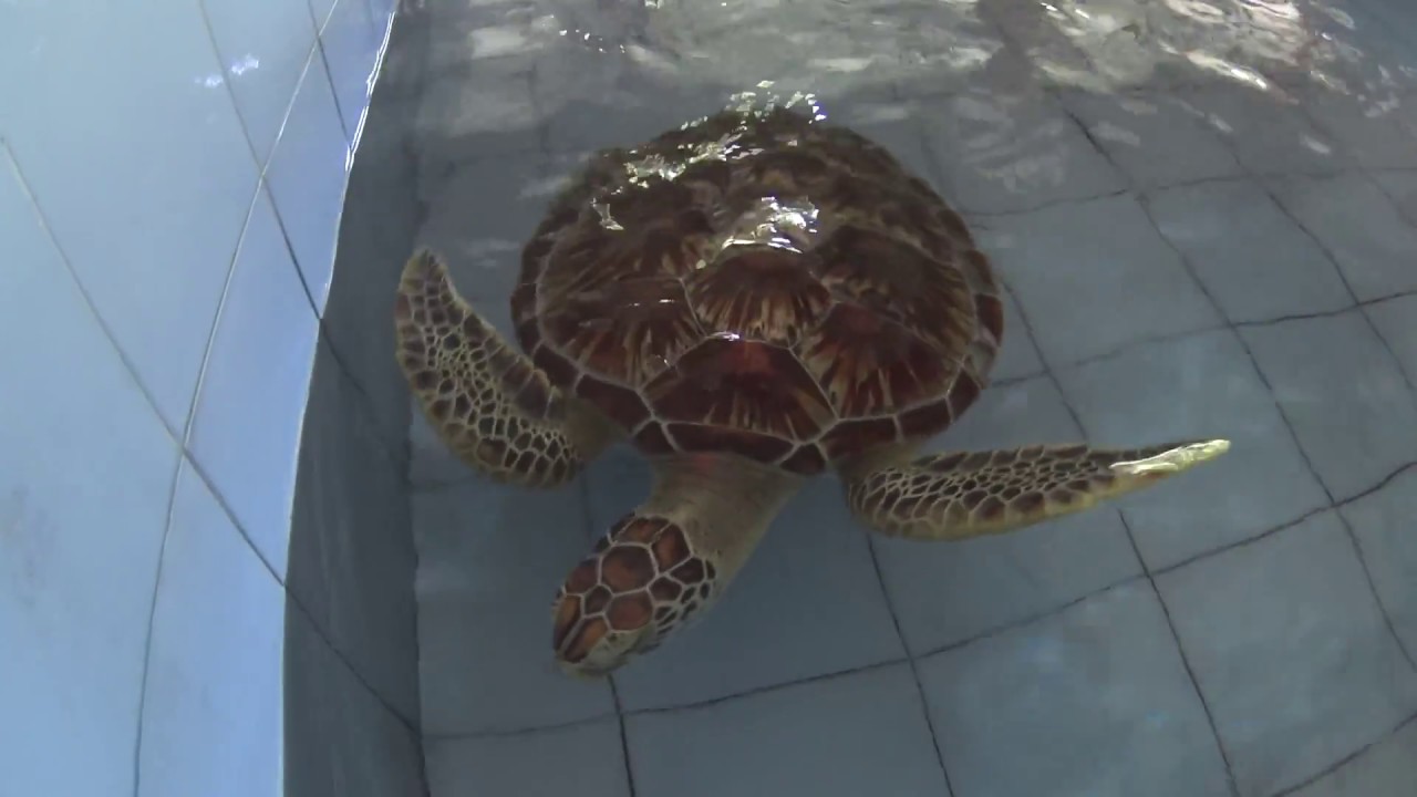 BABY TURTLE RELEASE IN BALI - Turtle Conservation and Education Centre ...
