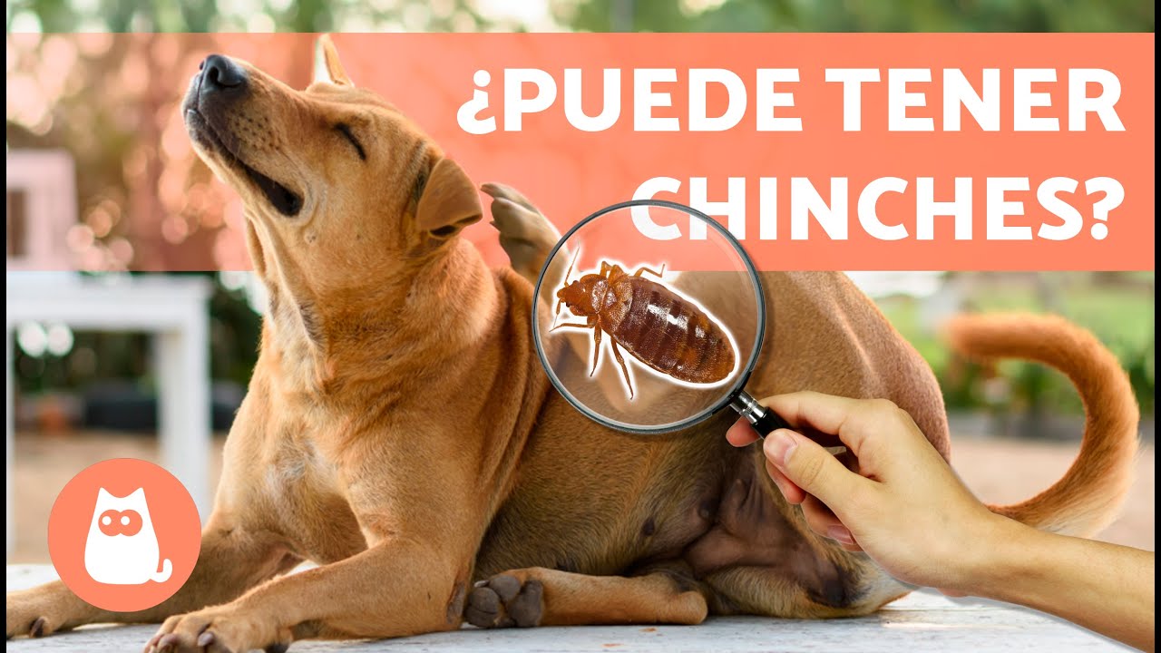 CHINCHES en PERROS 🐶🪳 (Picadura, Síntomas y Tratamiento) - YouTube