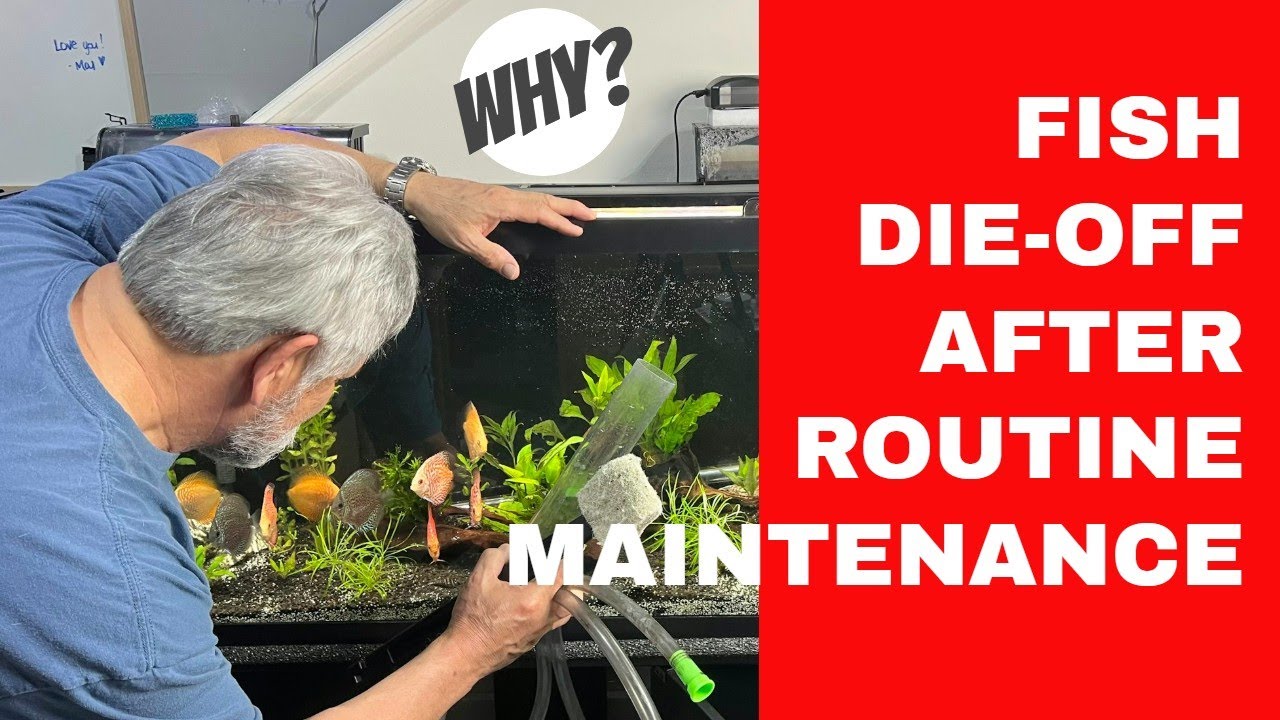 My BEST TIPS on HOW to AVOID a *TOTAL TANK CRASH* & FISH DIE-OFF! - YouTube