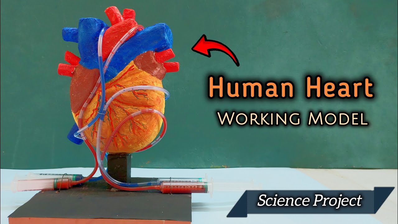 Human Heart working Model for Science Project || DIY Heart Working ...