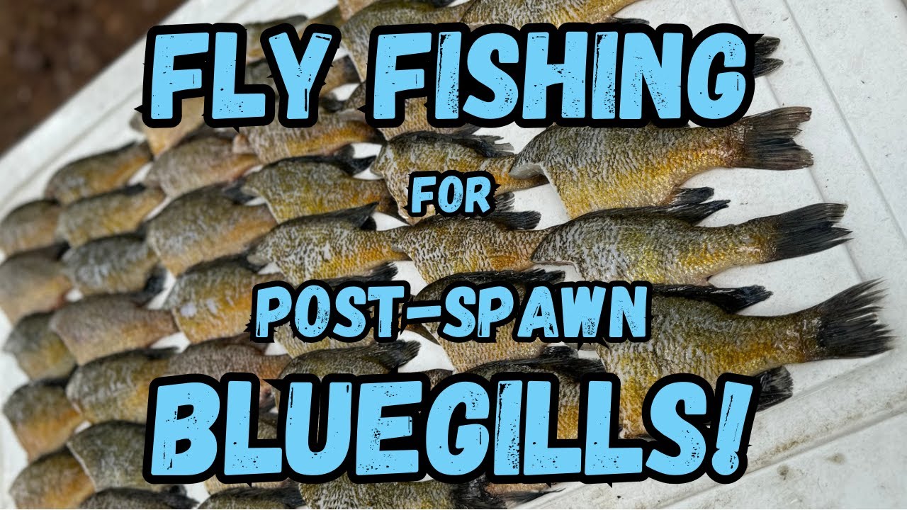 Kayak Fly Fishing for BIG Bull Bluegills! - YouTube