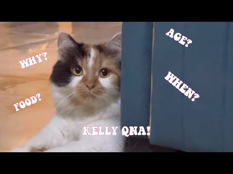 💭 Kelly’s Fun QnA 🐾 | Cutest Cat Answers Questions - YouTube