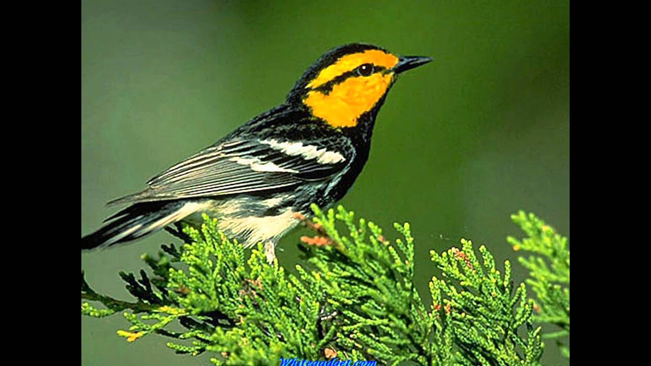 Beautiful Birds ( slideshow ) - YouTube