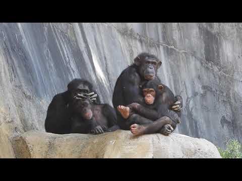Chimpanzee Grooming and Rocking @ the Los Angeles Zoo - YouTube