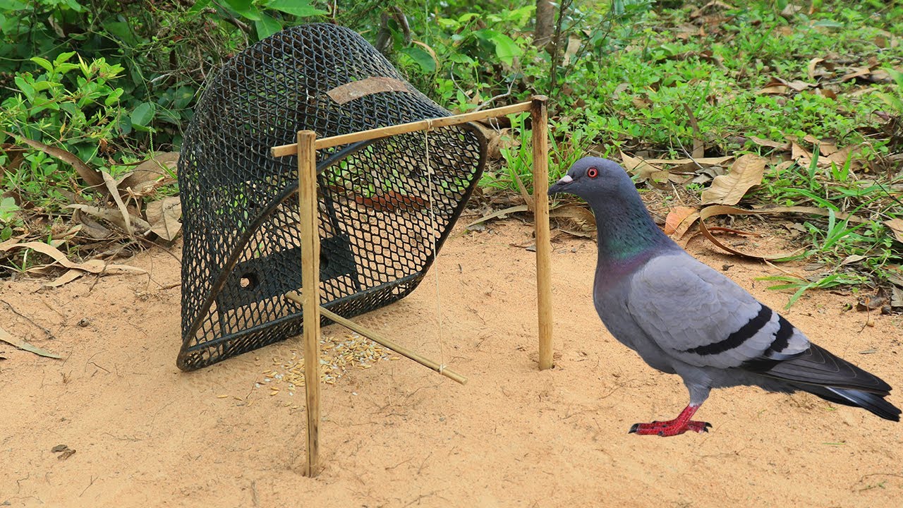 Easy Method Bird Trap - Simple Creative Quick Pigeon Trap Using Basket ...