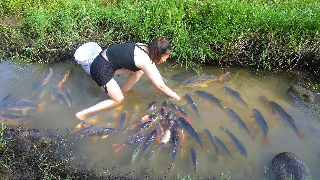 How to Harvest Fish Traditional Way to Catch Thousands of Fish in One ...