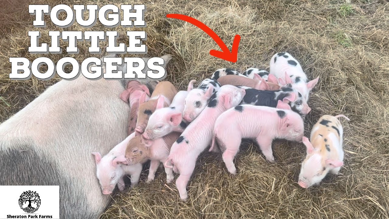 Life On A Pig Farm - Storm Piglets - YouTube