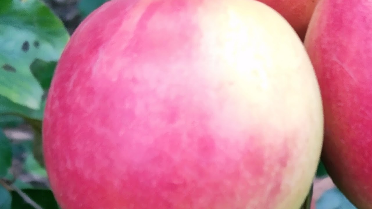 🌀 Farhan Agro Farm 🌀 Live Stream - YouTube