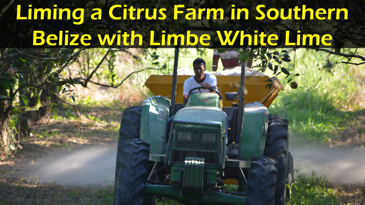 Liming a Citrus Farm in Southern Belize with Limbe White Lime - YouTube
