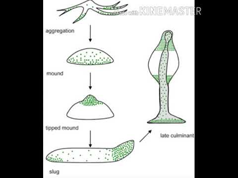 Fungi : Dictyostelium.... classification, reproduction, structure and ...