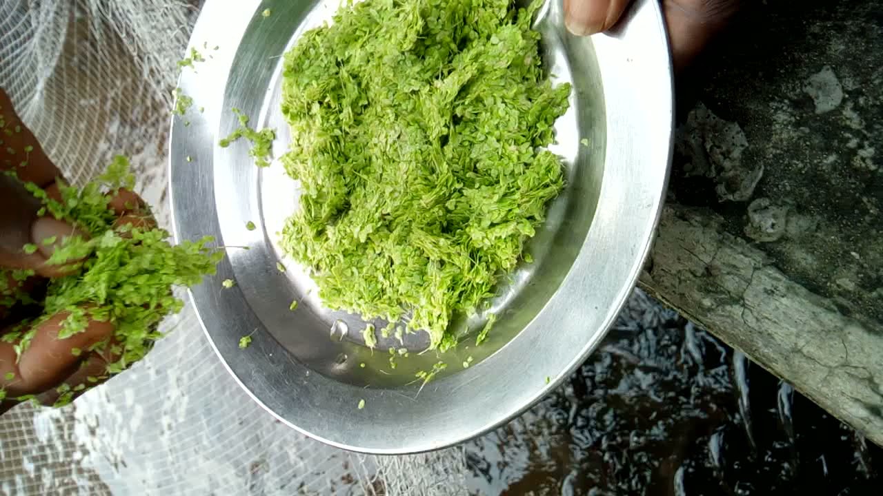 Feeding Fish with Azolla - YouTube