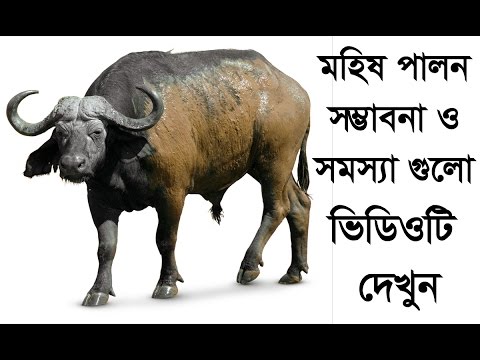 Best Buffalo Farm, Bangladesh Buffalo Farm, Buffalo Farming Business ...