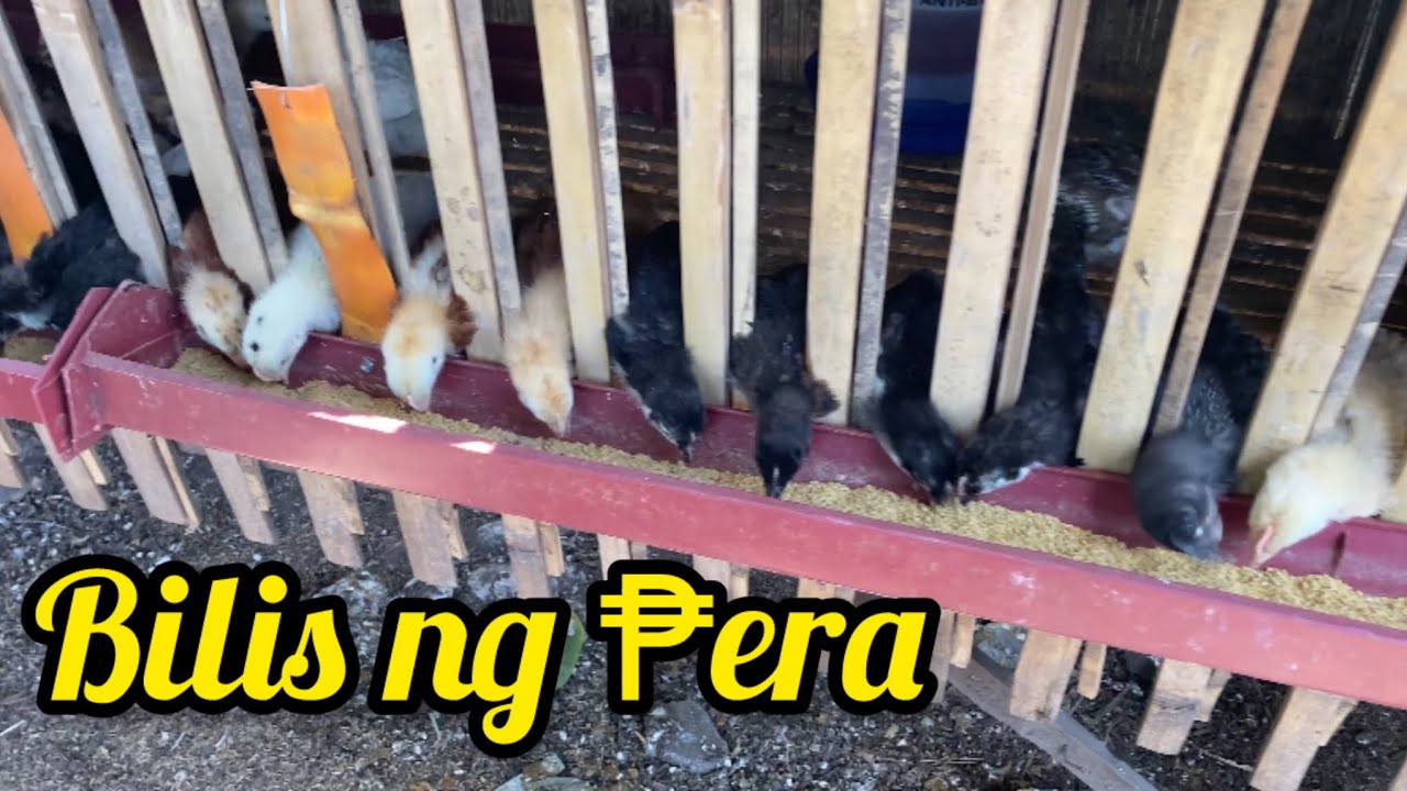 ANG BILIS NG PERA SA MANOK! - YouTube