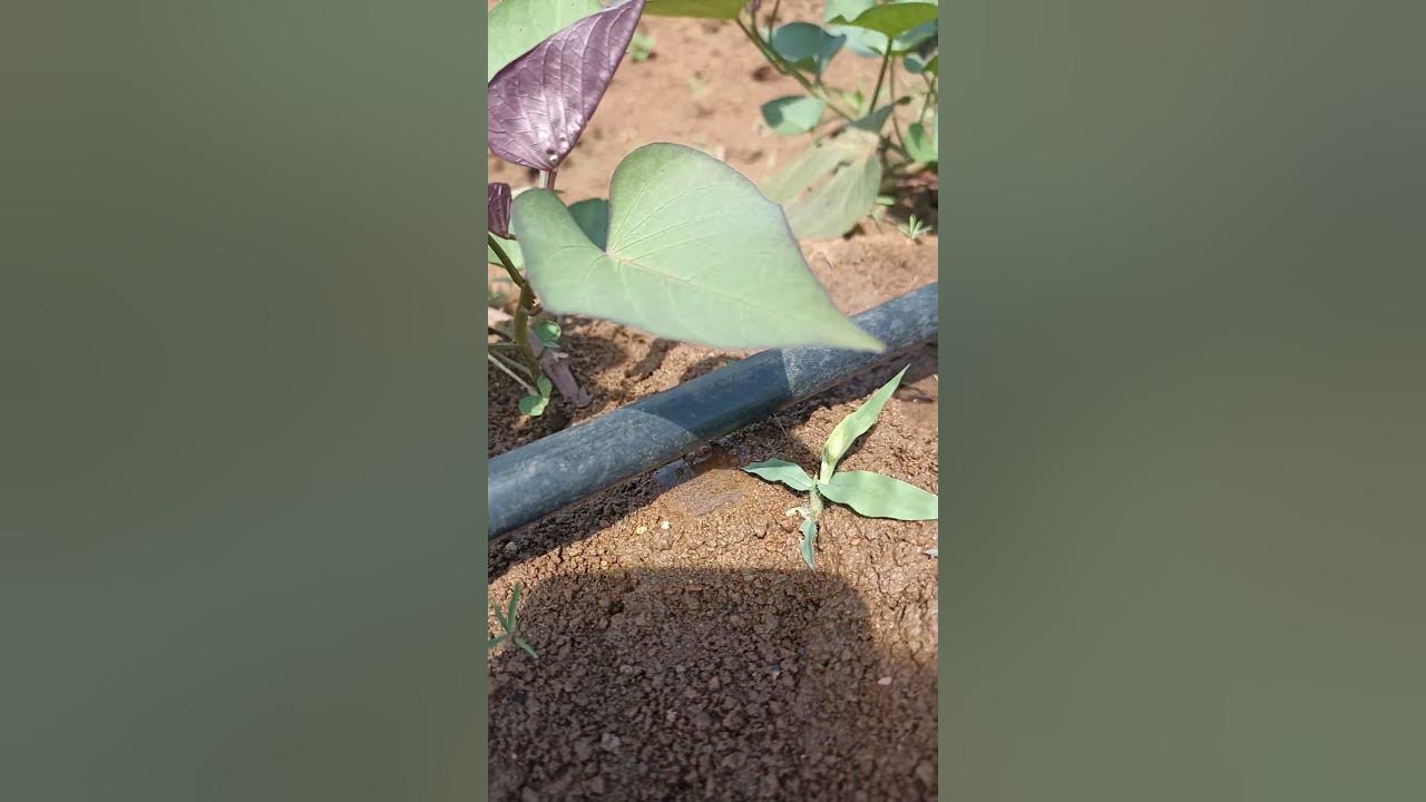 #java_potato #26days #farming #famer #garden #agruculture #cambodia ...