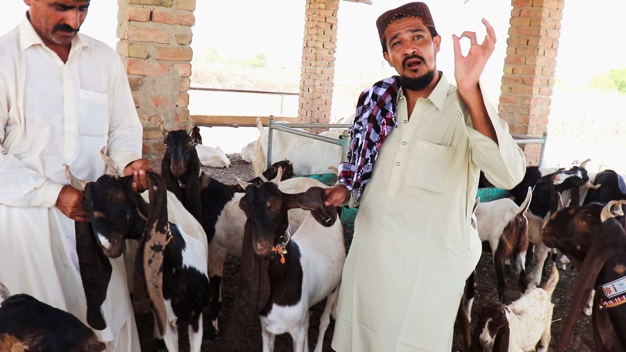 Beautiful Pateri Goat Documentary . Fantastic Pateri Goat's in ...