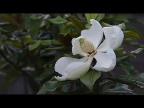 What Is The Life Cycle Of A Magnolia Flower