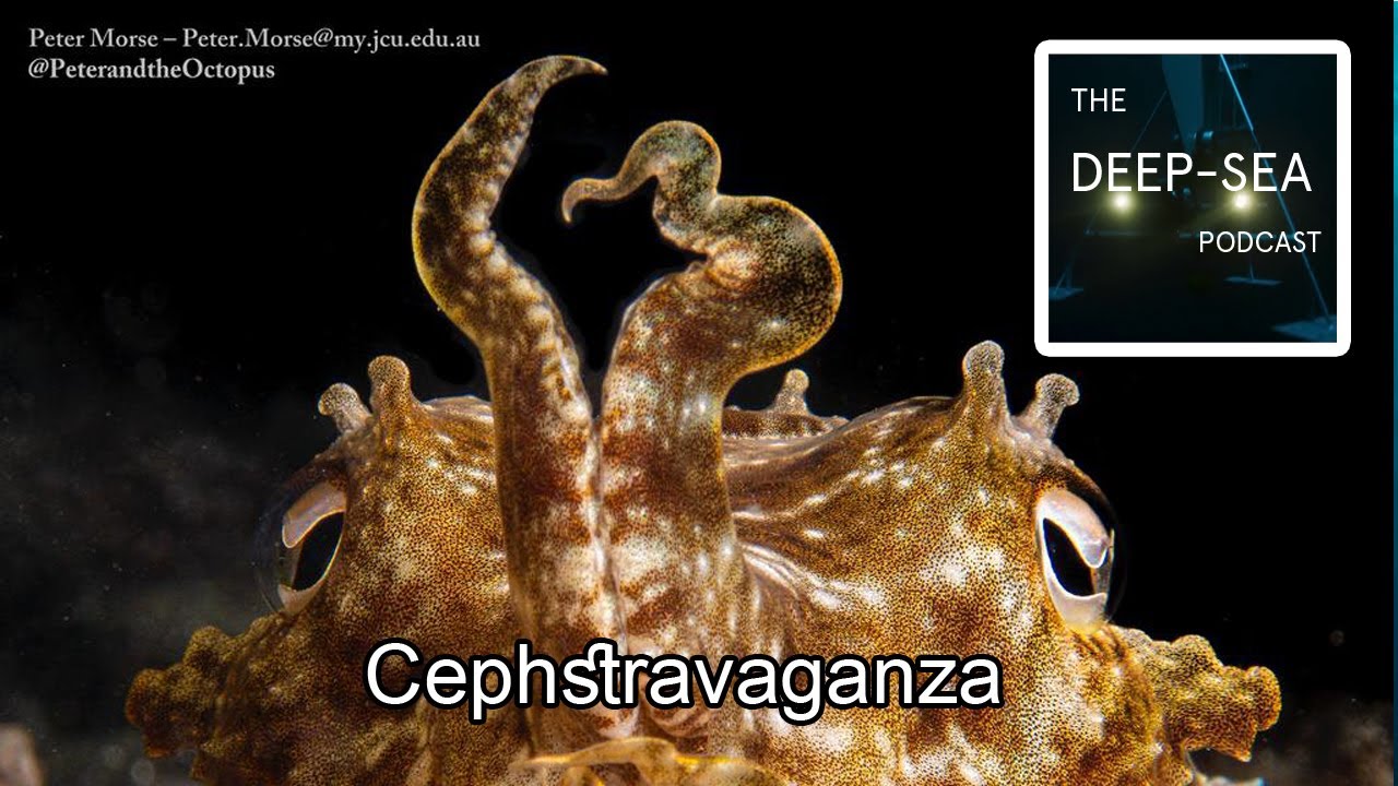 Cephstravanganza with Professor Kat Bolstad | The Deep-Sea Podcast ...