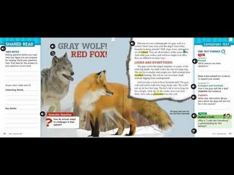 Gray Wolf Red Fox Part 1 - YouTube
