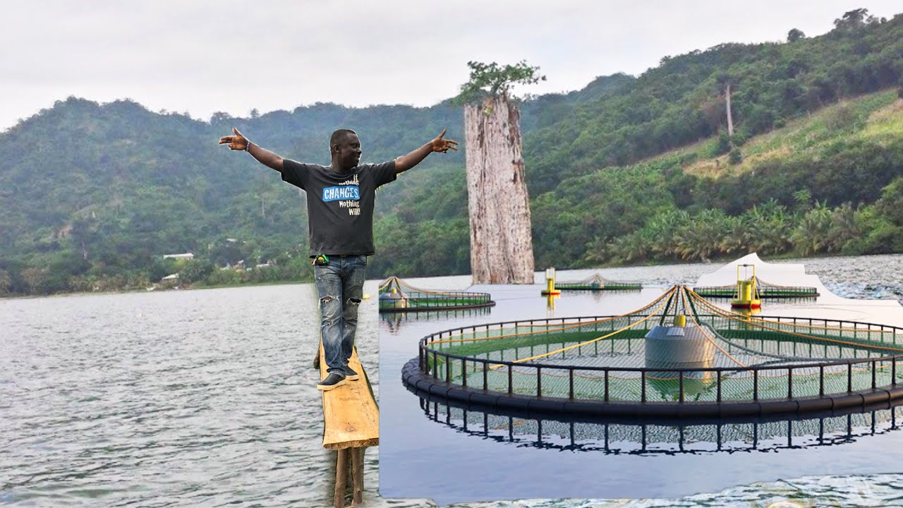 Fish farming on the biggest natural lake in Ghana | Marine fish culture ...