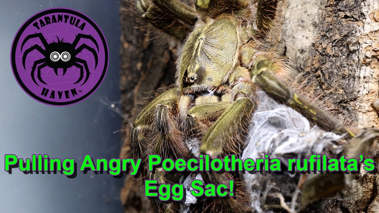 Pulling Angry P. rufilata's Egg Sac! - YouTube