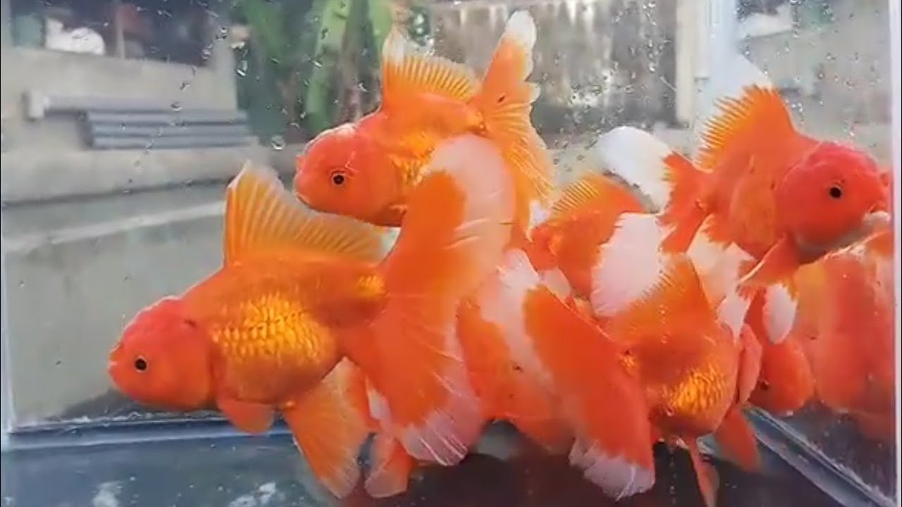 Koleksi Ikan Maskoki Oranda Earlyta Fishlovers Surabaya - YouTube