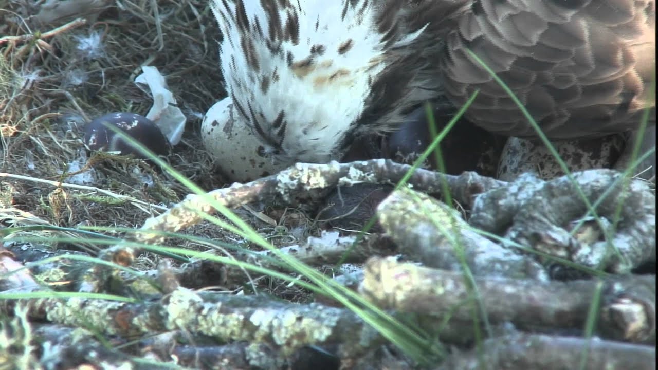 2012 Osprey Chick Hatching at SWT Loch of the Lowes - YouTube