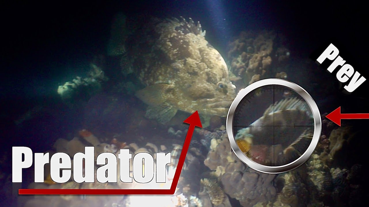 Goliath Grouper Hunting Small Fish - YouTube