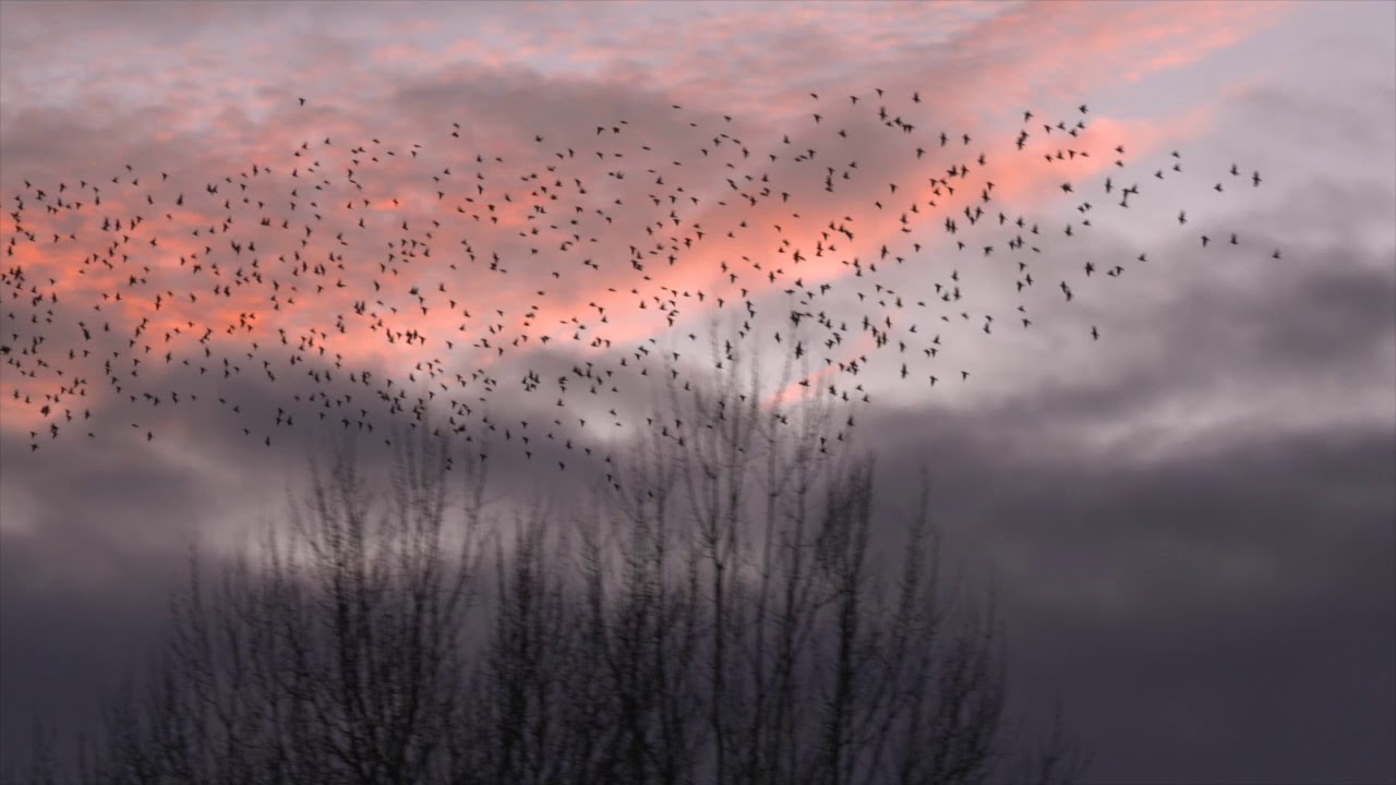A murmuration at sunset - YouTube