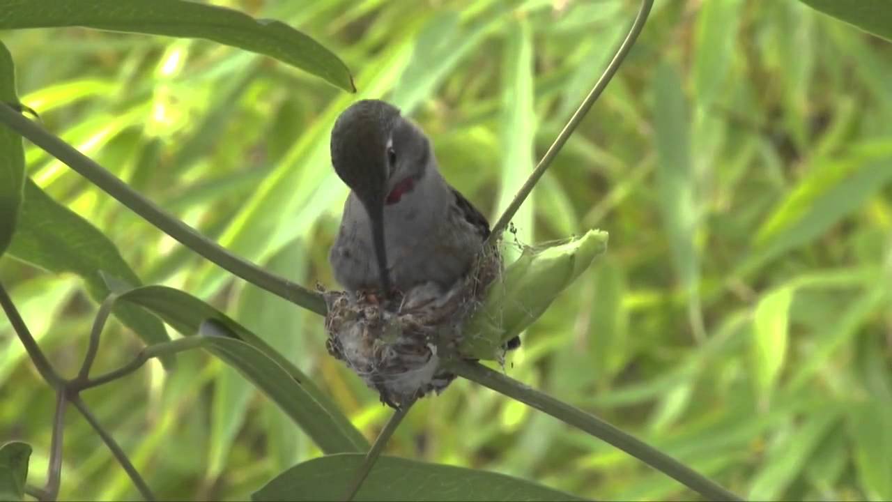Hummingbird 515 - YouTube