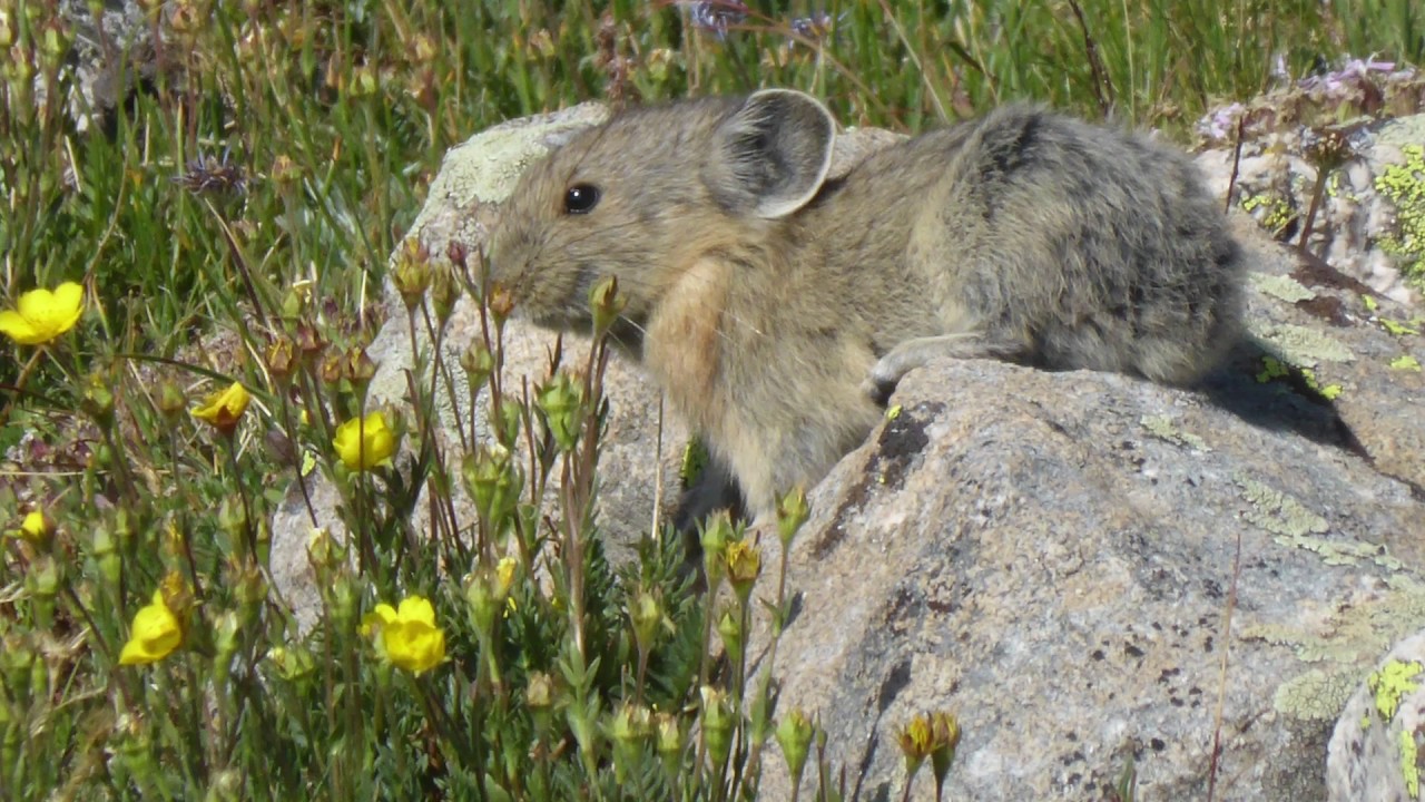 Why Pika Population are Declining - YouTube