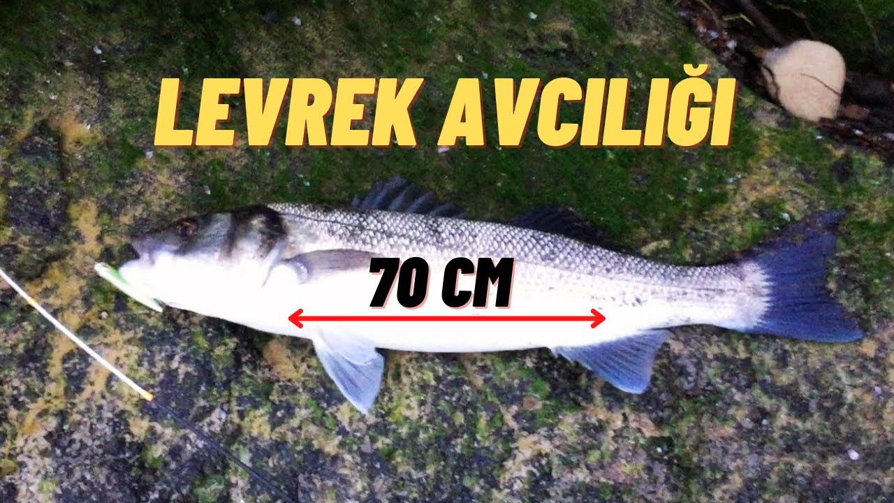 Levrek Avı - Levrek Nerelerde Bulunur - Levrek Ne Zaman Avlanır - YouTube