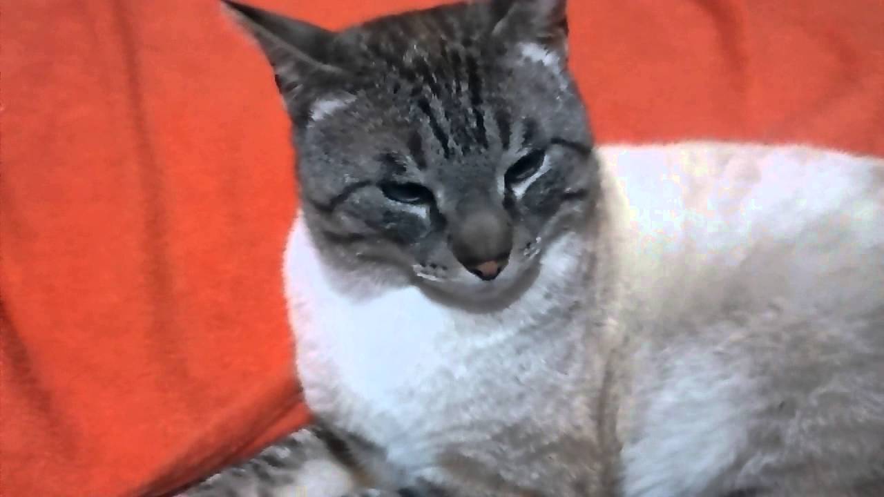 Gato gay 2013 - YouTube