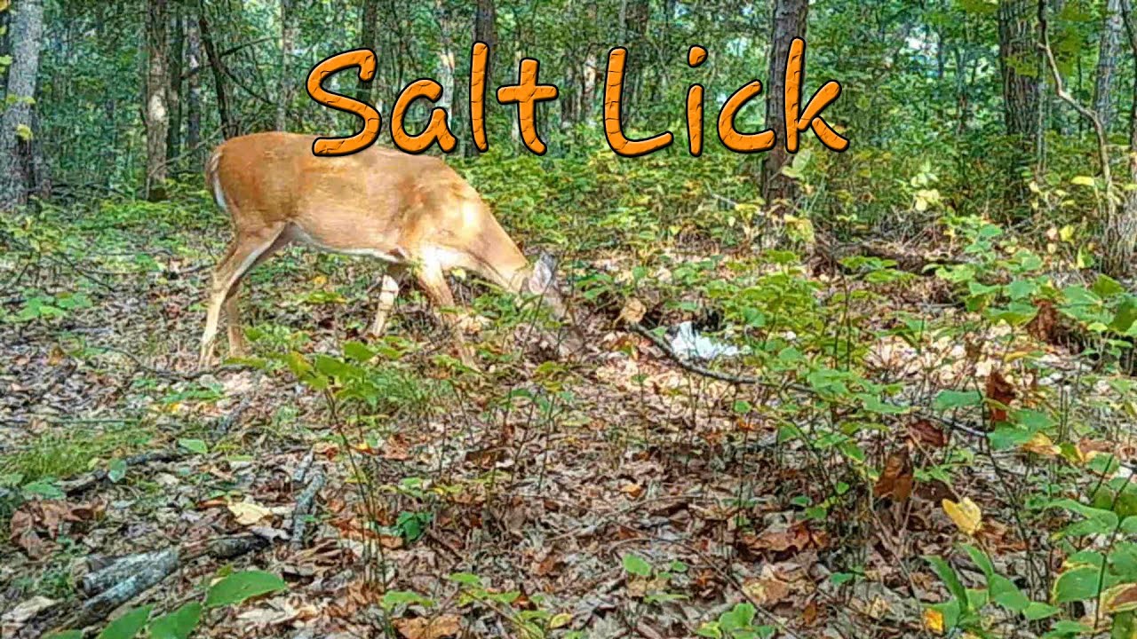 Salt Lick - YouTube